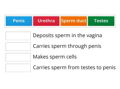 The Male Reproductive System Match Up