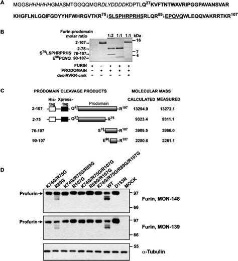 A The Recombinant Furin Prodomain Was Cloned Into The Ptrchis A