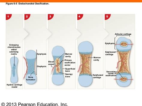 Intramembranous Ossification Steps