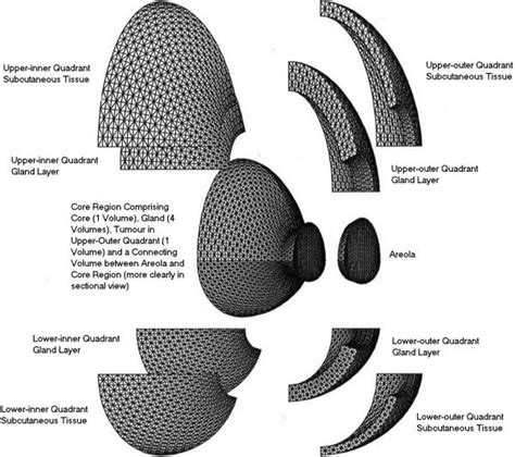 computational grid breast model download scientific diagram