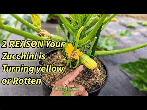 Zucchini Plants Turning Yellow Tips On Causes Solutions Natural Ways