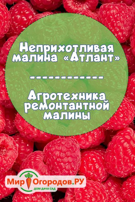 Малина Атлант - фаворит вашего сада | Малина, Ягоды, Агротехника