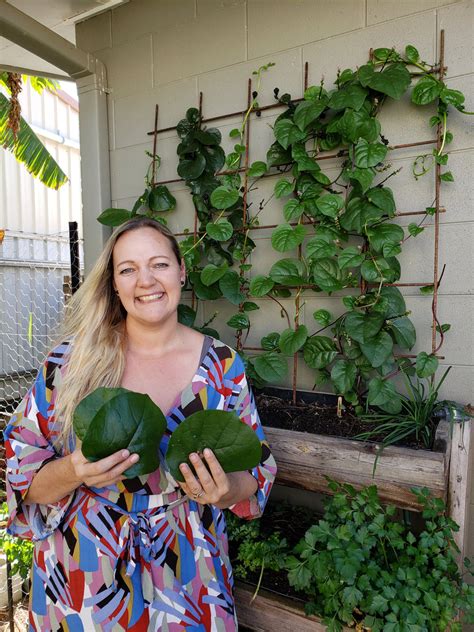 Malabar Spinarch Seedlings Tablelands To Tabletop