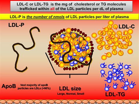 Cardiovascular Health 1396 By Neo Rapamycin Longevity News