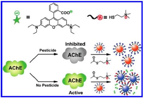 Design Of The Dual Readout Colorimetric And Fluorometric Assay For Download Scientific