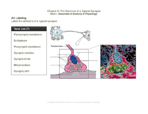 8 The Structure Of A Typical Synapse Anph1001 Copyright © 2004
