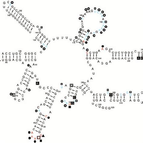 Flowchart For Modeling Rna Secondary Structure With Constraints From