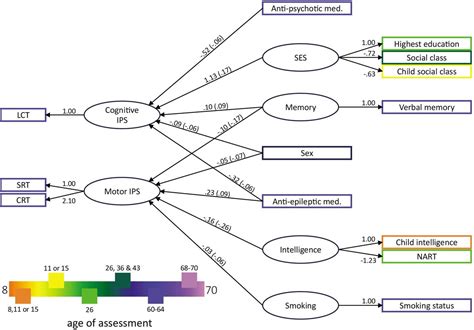 Characterising And Differentiating Cognitive And Motor Speed In Older Adults Structural