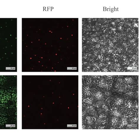 Subcellular Localization Of Oswrky97 Gfp Oswrky97 Driven By The