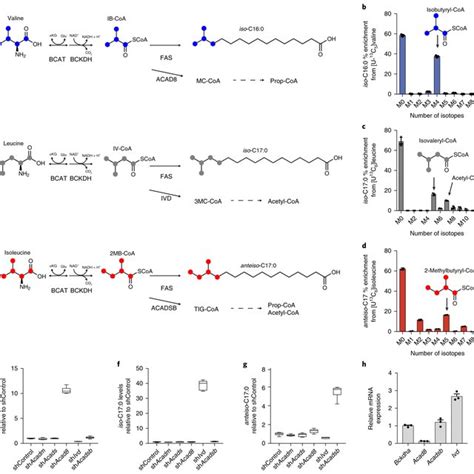 Bcaa Catabolic Intermediates Drive Mmbcfa Synthesis A Pathway