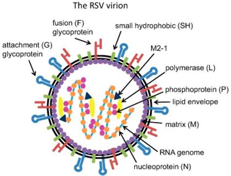 Role Of Respiratory Syncytial Virus In Pediatric Pneumonia