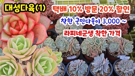 대성다육1 예쁜 묵은둥이 군생 국민 다육이 군생 3000원부터 Youtube