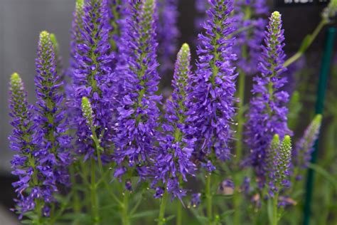 Does Veronica Flower All Summer At Bev Wood Blog