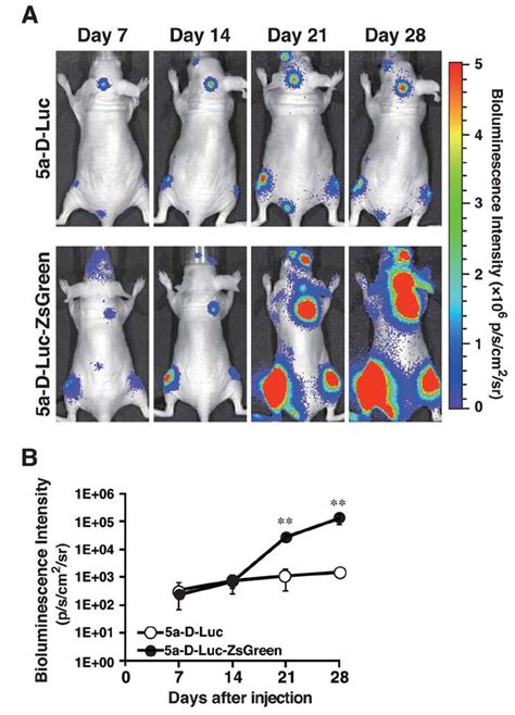 Injection Intracardiaque