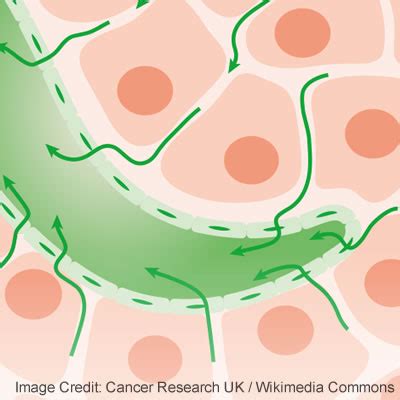 Lymphatic Tissue Structure And Functions Of Human Tissue Types