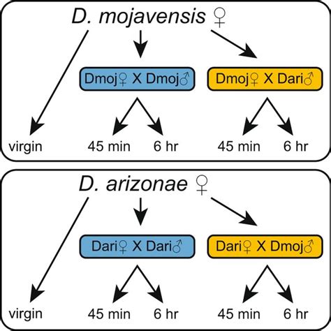 Experimental Design Used For Differential Expression And Alternative