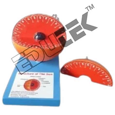 Plastic Sun Model Non Working At ₹ 150piece In Ambala Id