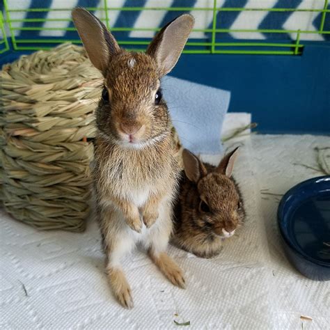 It's Baby Rabbit Season, Wildlife Experts Say 'Check Your Backyard ...