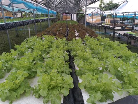 🏡🌥มี กรีนโอ๊ค เรดโอ๊ค สลัดคอส ฟิลเล่ย์ สวนผู้ว่า บ่อวิน