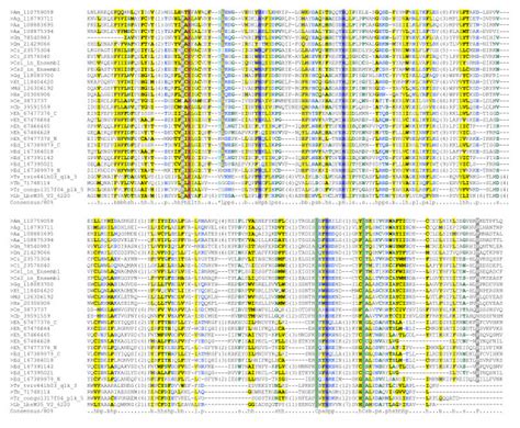 multiple sequence alignment of representatives of mael domain the