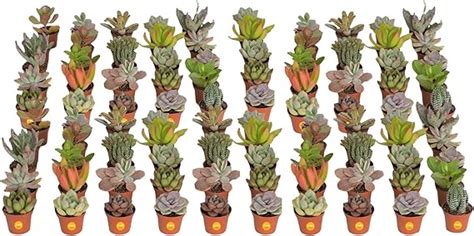 Costa Farms Succulents 100 Pack Live Mini Succulent