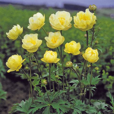 Trollius Cultorum New Moon Easy To Grow Bulbs