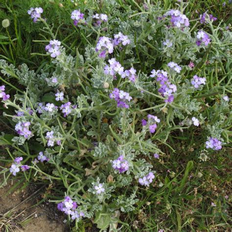 Mediterranean Stock Matthiola Tricuspidata Plant Care And How To Grow Water
