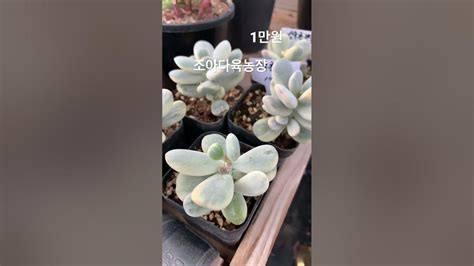 🔺다육이 가격 얼마예요 다육식물 다육할인 Succulent 조아다육농장 국민다육 다육이재테크 Youtube