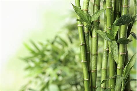 0688翻译 竹石郑燮 知乎