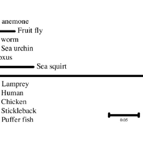 Annotated Phylogenetic Tree From Holland2008 Based On 1090 Download Scientific Diagram