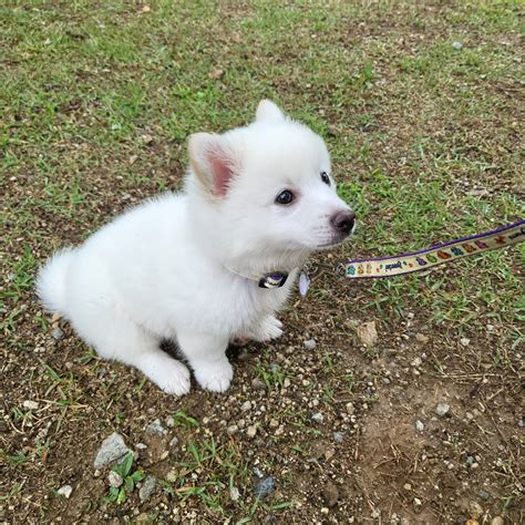 신발장 유기견 보호소에서 데리고 온 지 어느덧 한 달째 처음에는 낯선 환경에 적응 못하고