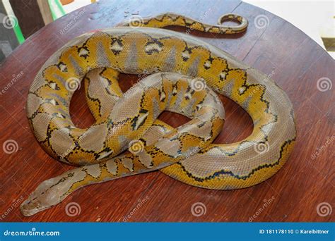 Gold Yellow Python Albino Snake With Beautiful Yellow Texture Pattern