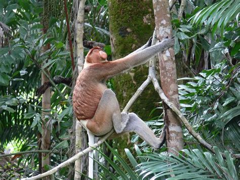 Proboscis Monkey Facts Photos And Video