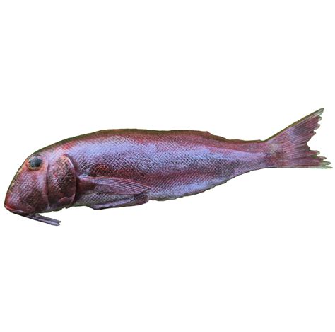 🐠 Red Mullet Fish・ Stl File For 3d Printing・cults