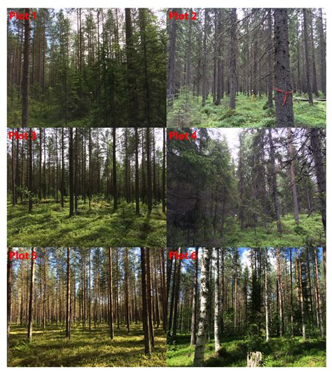 Remote Sensing Free Full Text Mobile Laser Scanning For Estimating Tree Stem Diameter Using