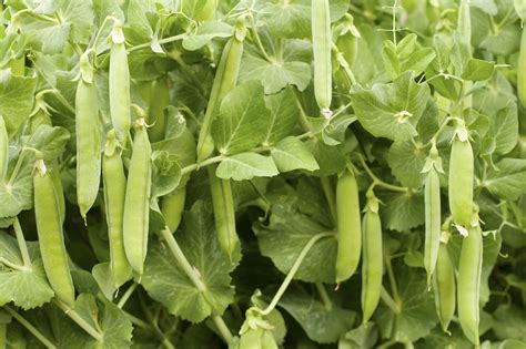 13 Easiest Vegetables To Grow In The Garden
