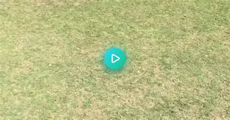 Horse Vs Gopher Album On Imgur