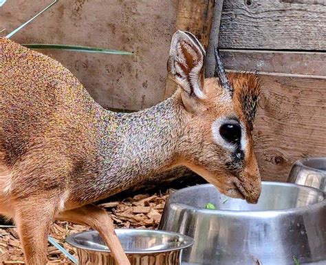 Kirks Dik Dik Facts The Aspinall Foundation