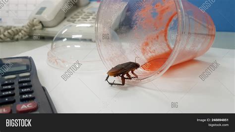 Cockroach On Office Image And Photo Free Trial Bigstock