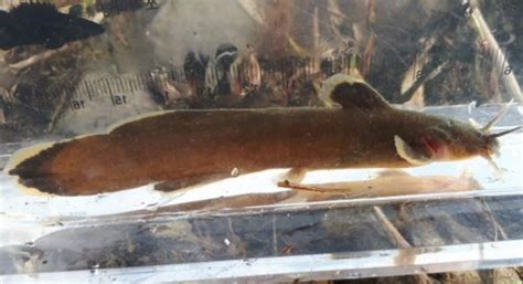 Liobagrus Mediadiposalis