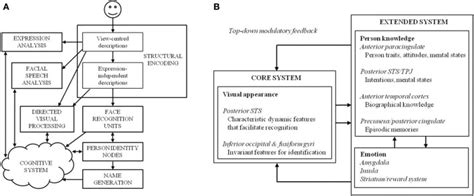 A The Cognitive Model Of Face Processing Proposed By Bruce And Young Download Scientific