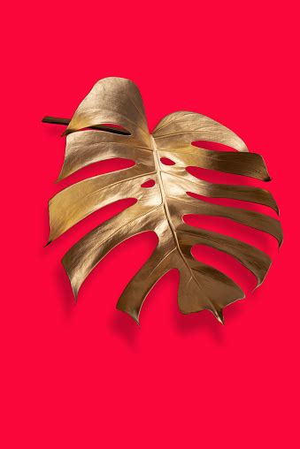 파스텔 럭셔리 레드에 황금 열대 야자 잎 몬스터 디자인및 텍스트 공간을 위한 추상 패턴입니다 0명에 대한 스톡 사진 및 기타