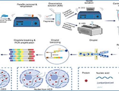 Matq Seq Effective Detection Of Variation In Single Cell Transcriptomes Rna Seq Blog