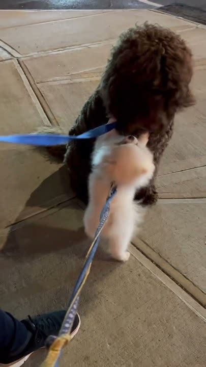 My Pom Walking On 2 Paws🥰 Youtube