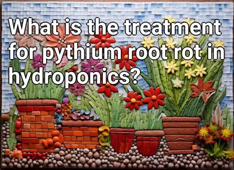 What Is The Treatment For Pythium Root Rot In Hydroponics Gardening Gov Capital