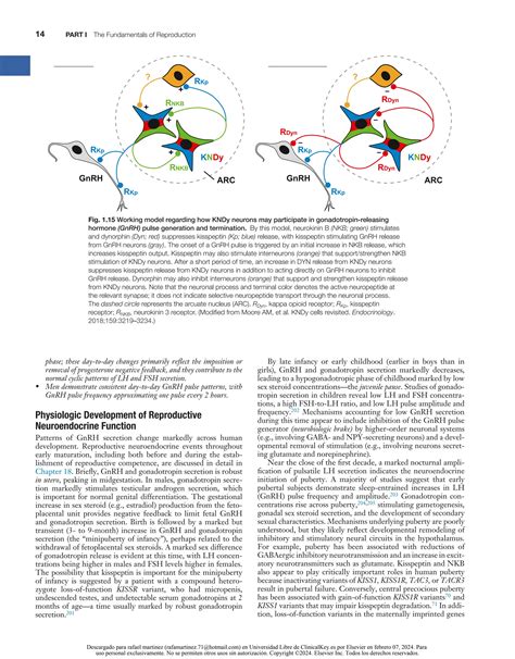 Neuroendocrinologia De La Reproduccion 2024pdf Infertility Reproductive Health