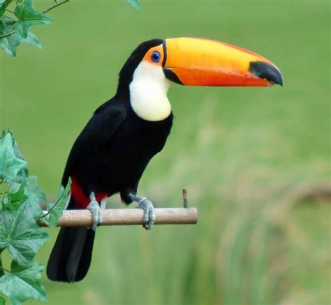 Birds Of The World Toco Toucan