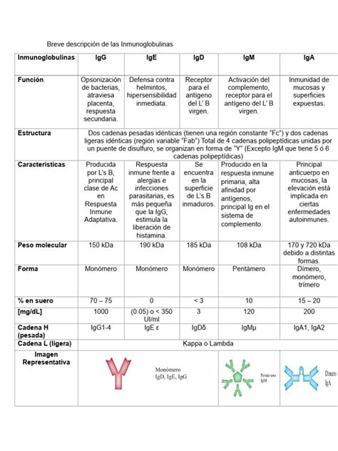 Inmunoglobulinas Tipos Y Funciones Pdf Anticuerpo Sistema Inmune