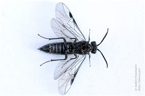 Photo 75779 Dolerus Eversmanni