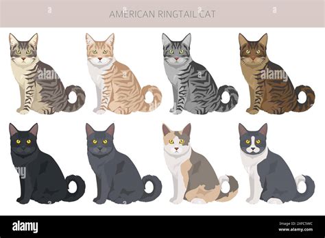 American Ringtail Cat Clipart All Coat Colors Set All Cat Breeds